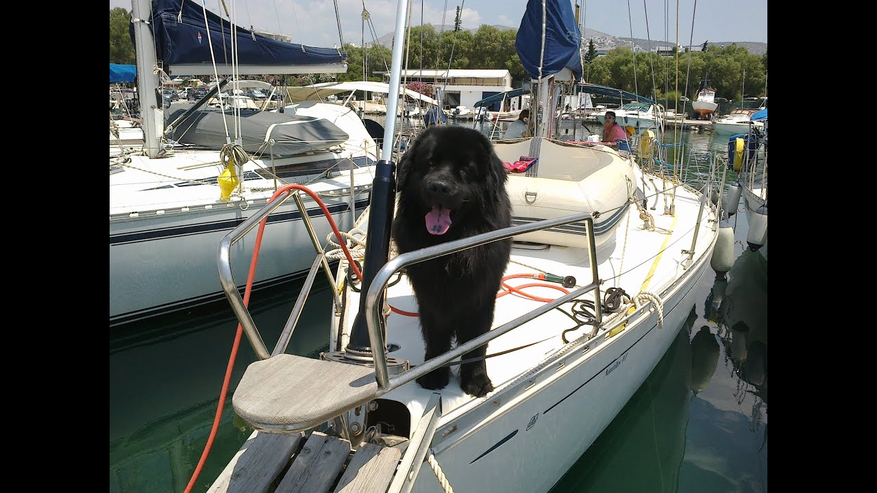Homer the Greek Newfoundland dog - tribute video - YouTube
