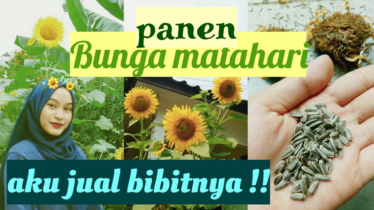 PANEN KUACI BUNGA MATAHARI auto JUAL BIBIT BUNGA MATAHARI - YouTube