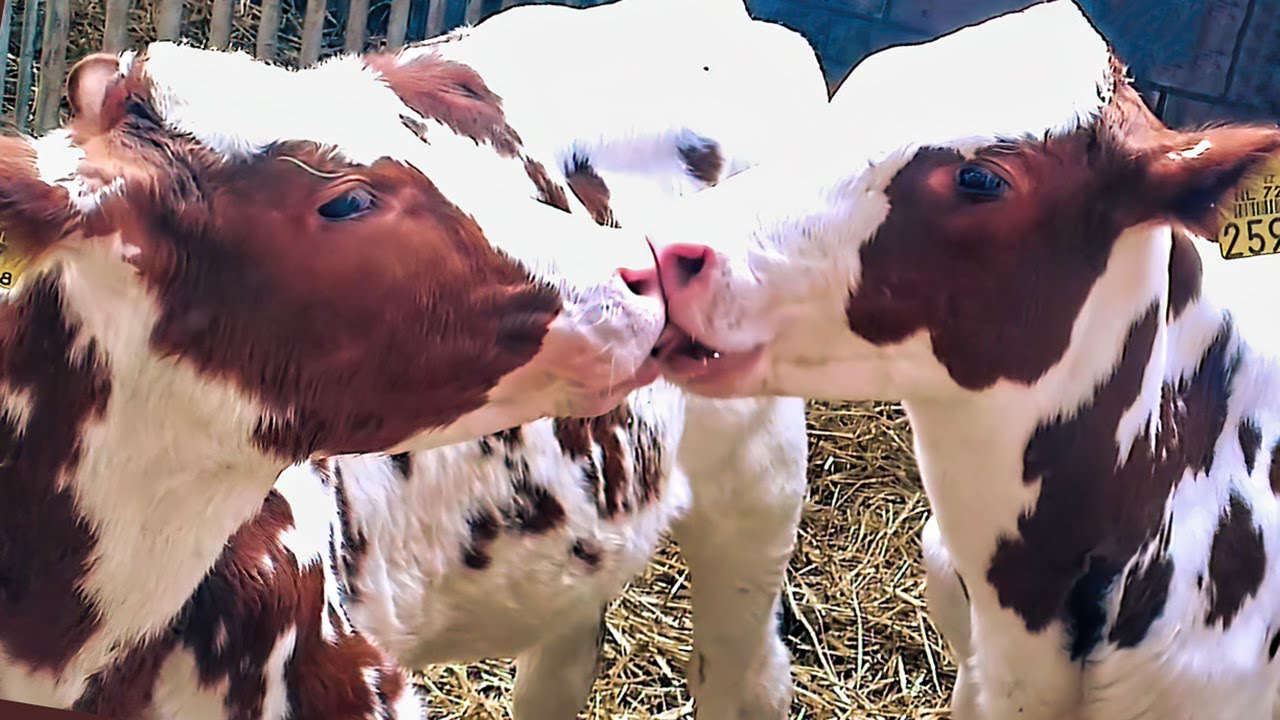 Cows in love. The Kissing Cows Scene. - YouTube