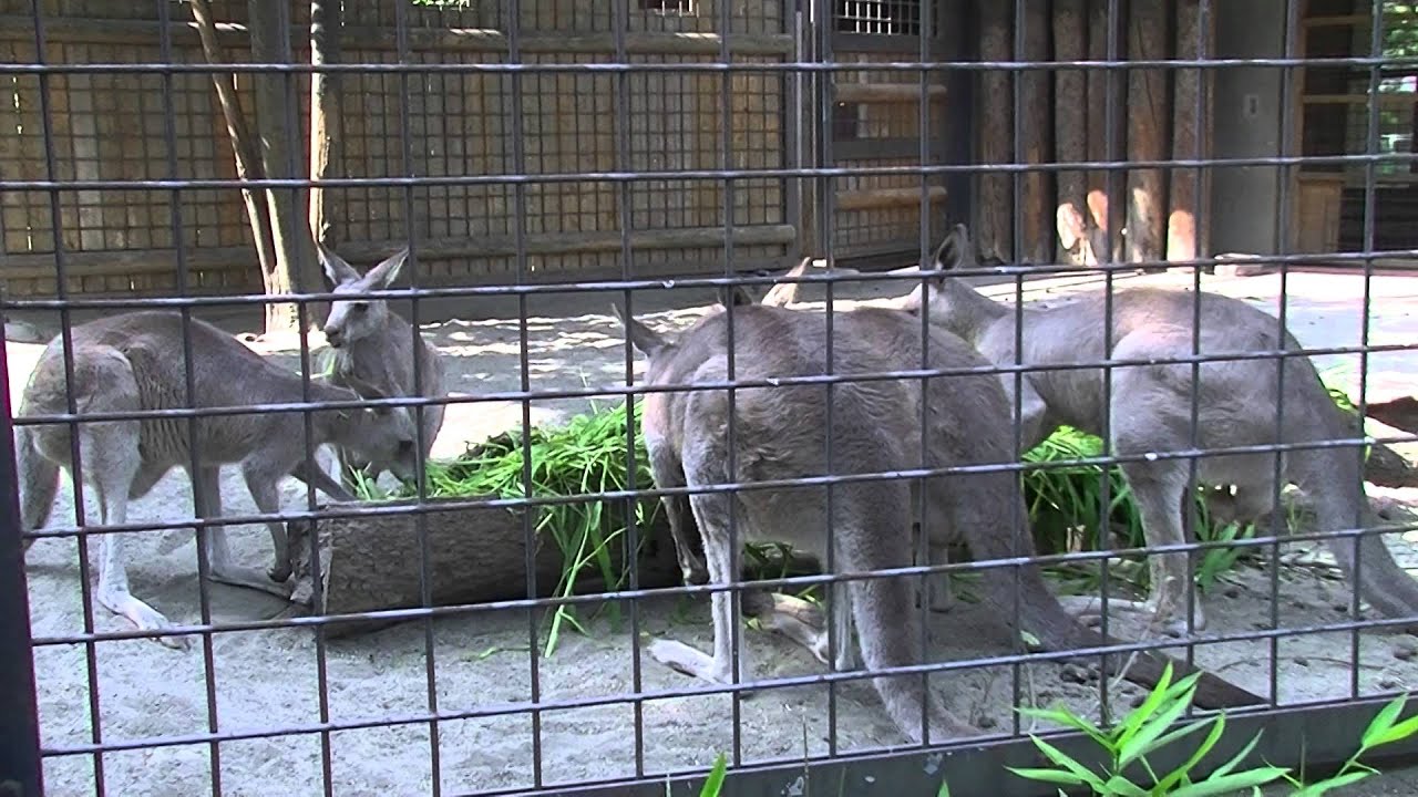 オオカンガルー のもぐもぐタイム（上野動物園）：Eastern-grey Kangaroo "Lunch time" (Ueno Zoo ...