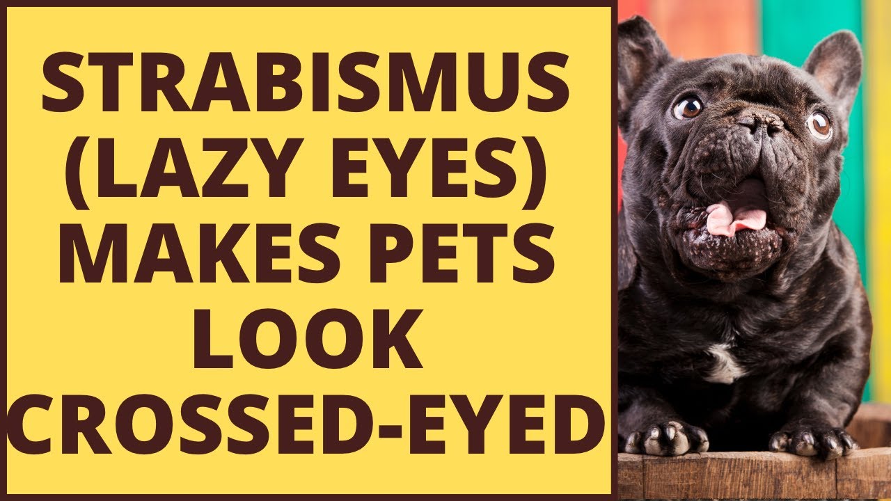 Strabismus (crossed eyes) in dogs and cats - YouTube