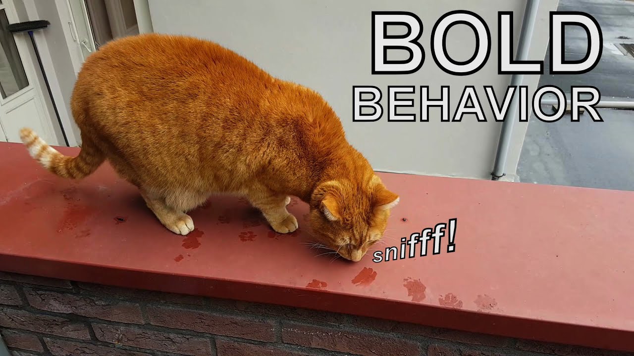 Alvi cat : bold behavior - YouTube