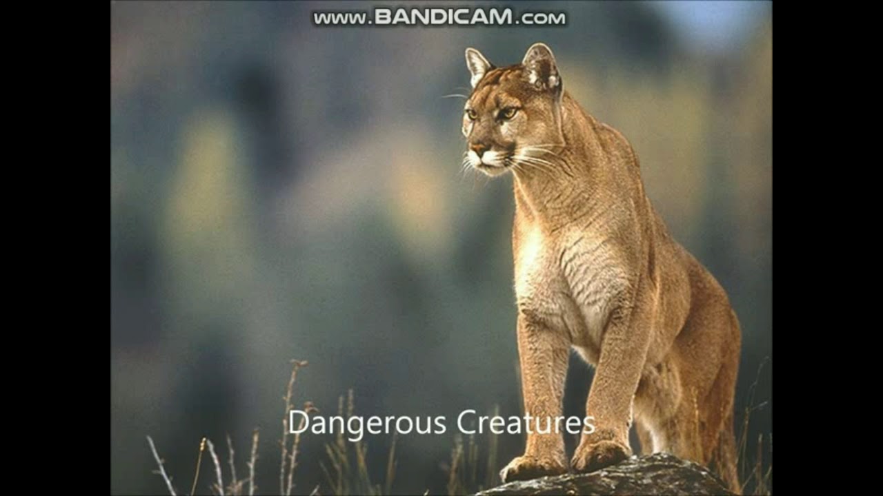 YTPMV Windows 98 Dangerous Creatures Scan - YouTube