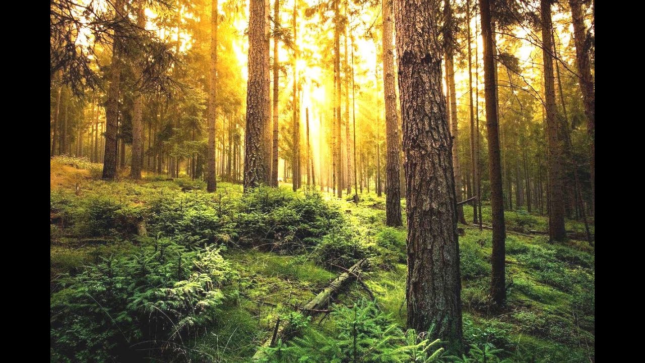 Music of the forest | RELAX sounds - YouTube