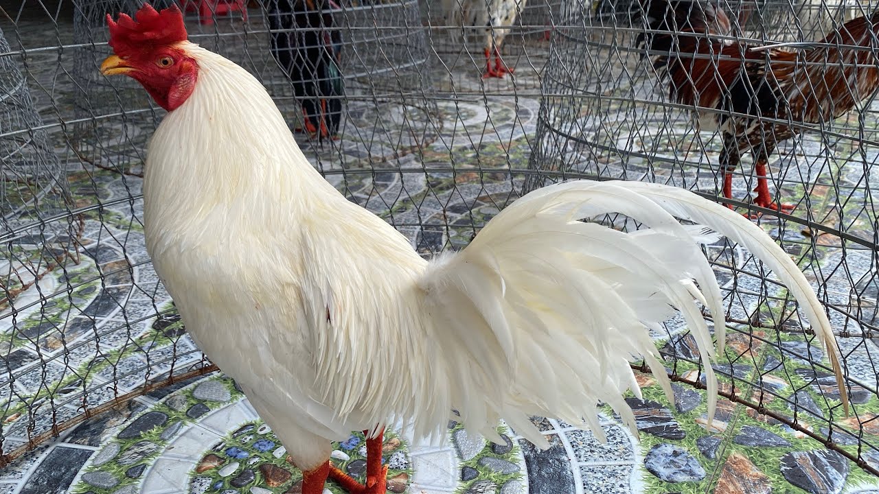 14/07/2025 8 bé về kéo lúa sdt:0939098221 zeplao - YouTube