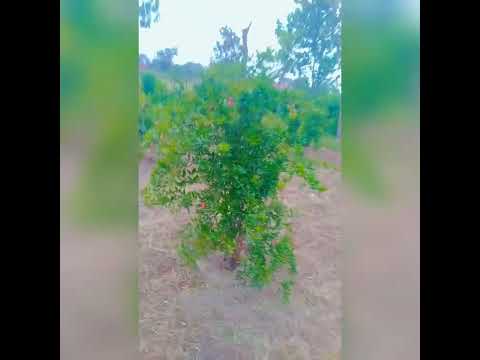 Anar Fruit Farming - YouTube