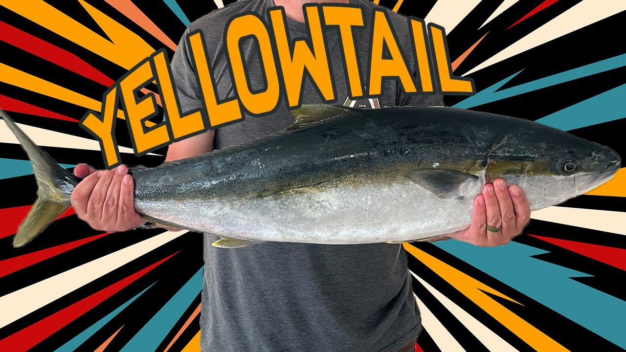 YELLOWTAIL UNCUT! My biggest catch yet! - YouTube