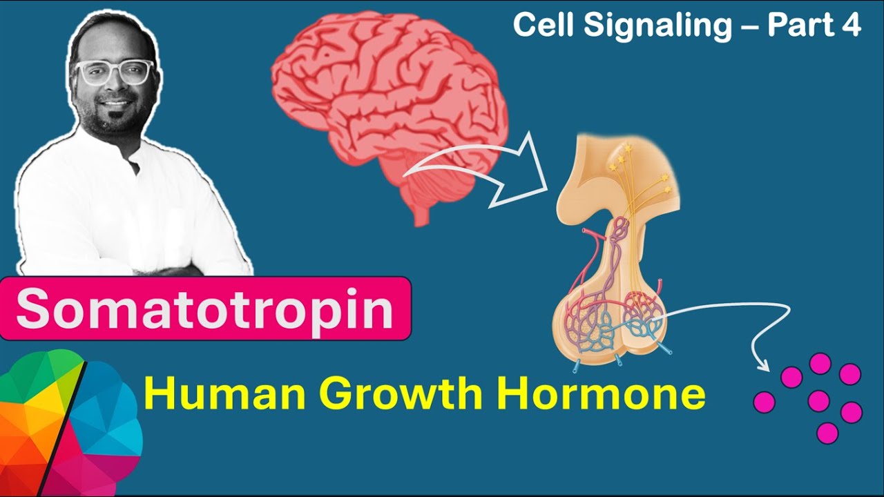 Somatotropin - Human Growth Hormone | Cell Signaling Part 4 - YouTube
