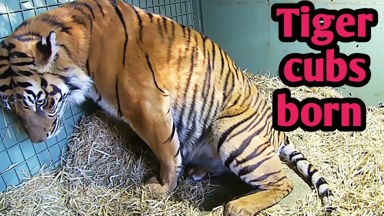 How to a tiger gives birth to a baby#animals #tigers - YouTube