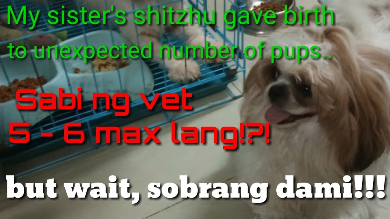 Shih tzu giving birth to 10 puppies - YouTube