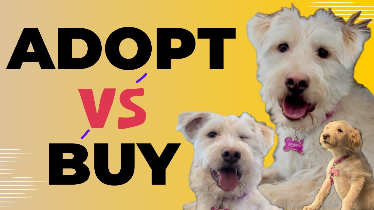 Adopt vs. Buy: TOP 10 Reasons Why You Should Rescue A Dog - YouTube