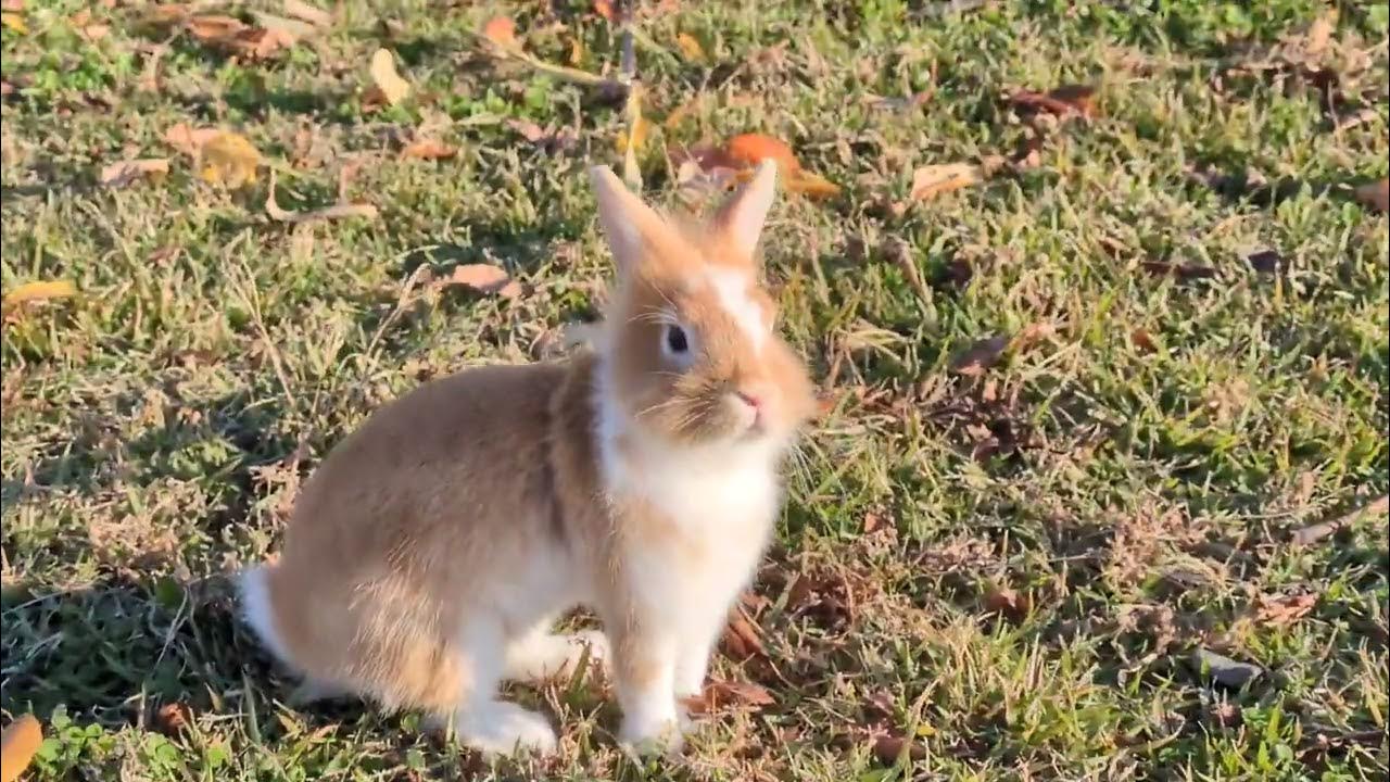 記録241210 機嫌よさそうだ - YouTube