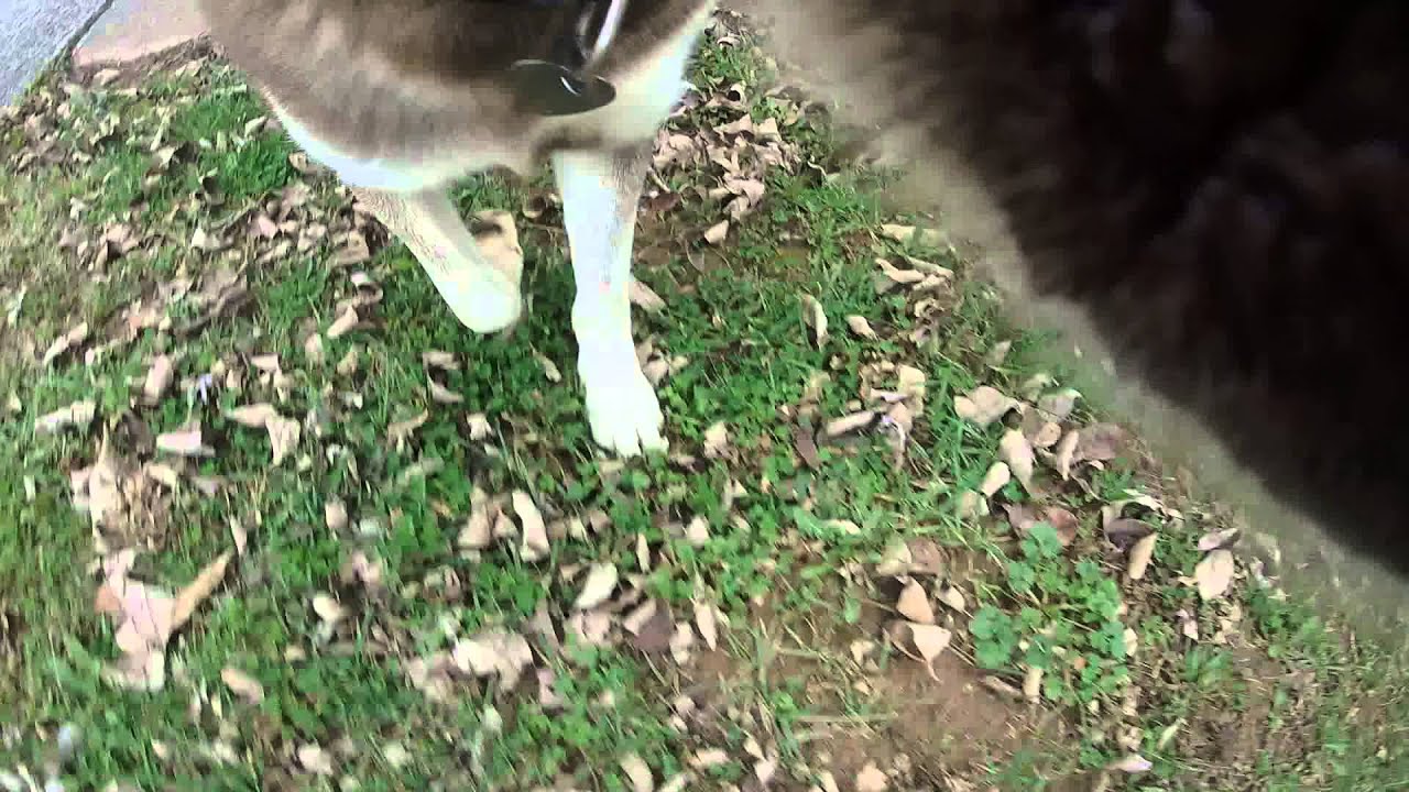 Dog eats camera! MUST WATCH - YouTube