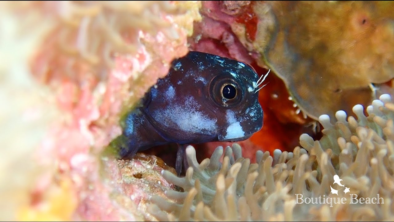 20.01.24 - Lily Giri & Kahmabu Giri near Dhigurah, South Ari Atoll ...