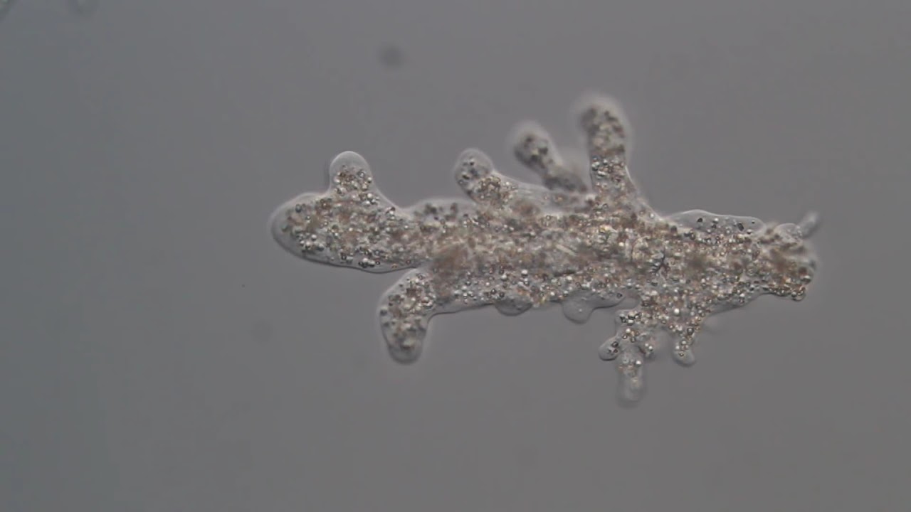 Real time movie of cell locomotion of Amoeba proteus (オオアメーバのアメーバ運動 ...
