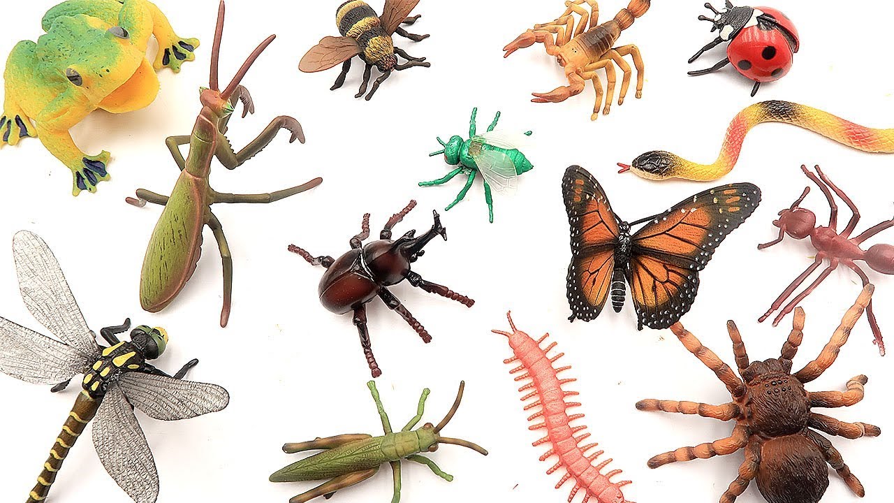 Bug Names For Kids Insects Toys Collection in Real life! Centipede ...