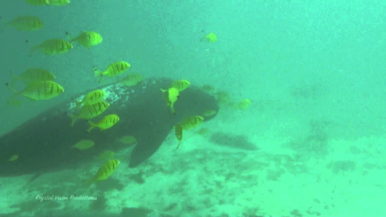 Dugong Magic - YouTube