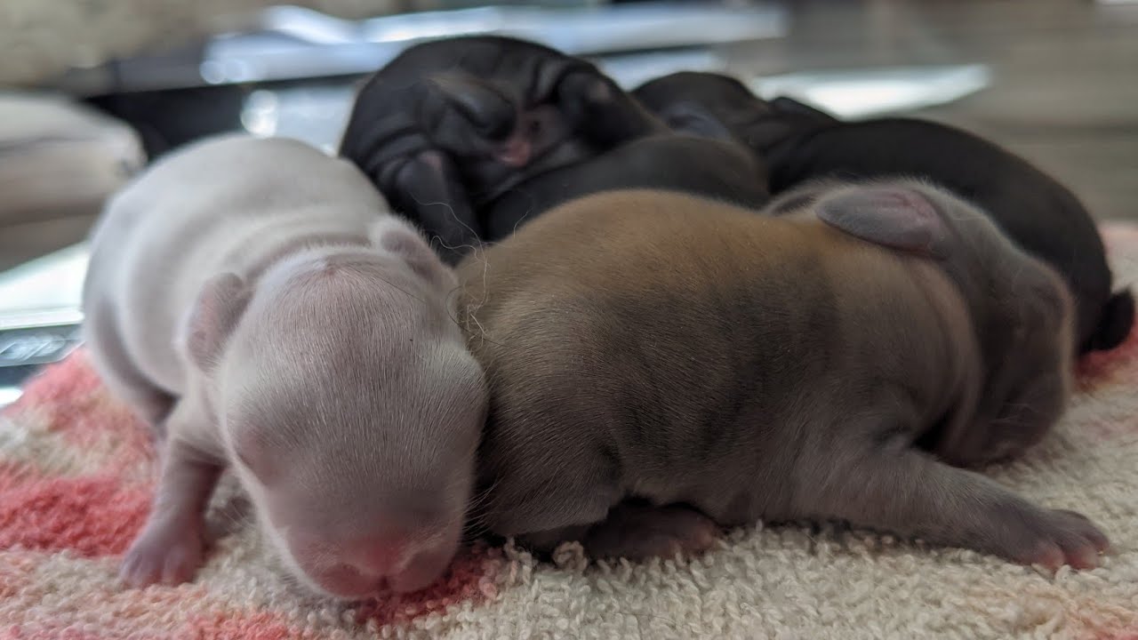 Two day old baby bunnies - YouTube