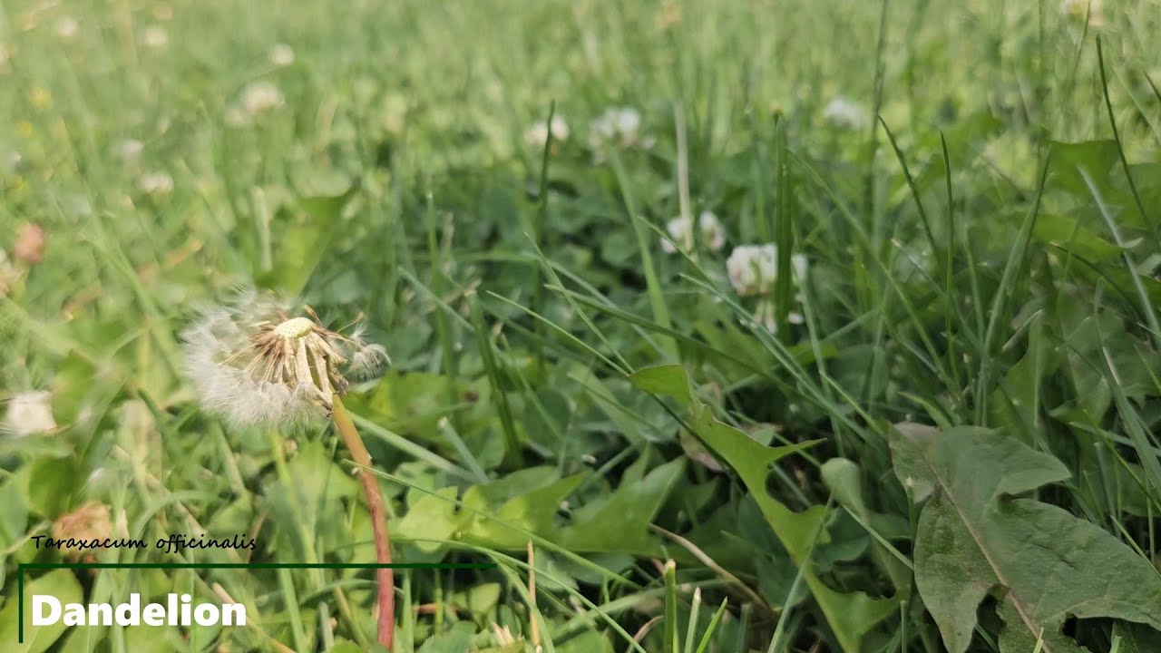 Dandelion uses for Medicine Badge Class - YouTube