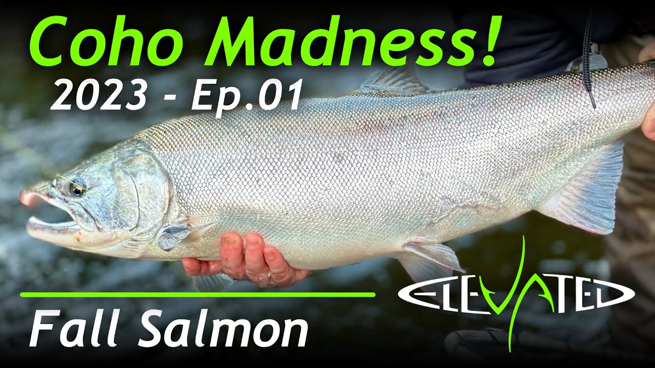 Coho Madness! | Oregon Fall Salmon 2023 | Ep.01 - YouTube