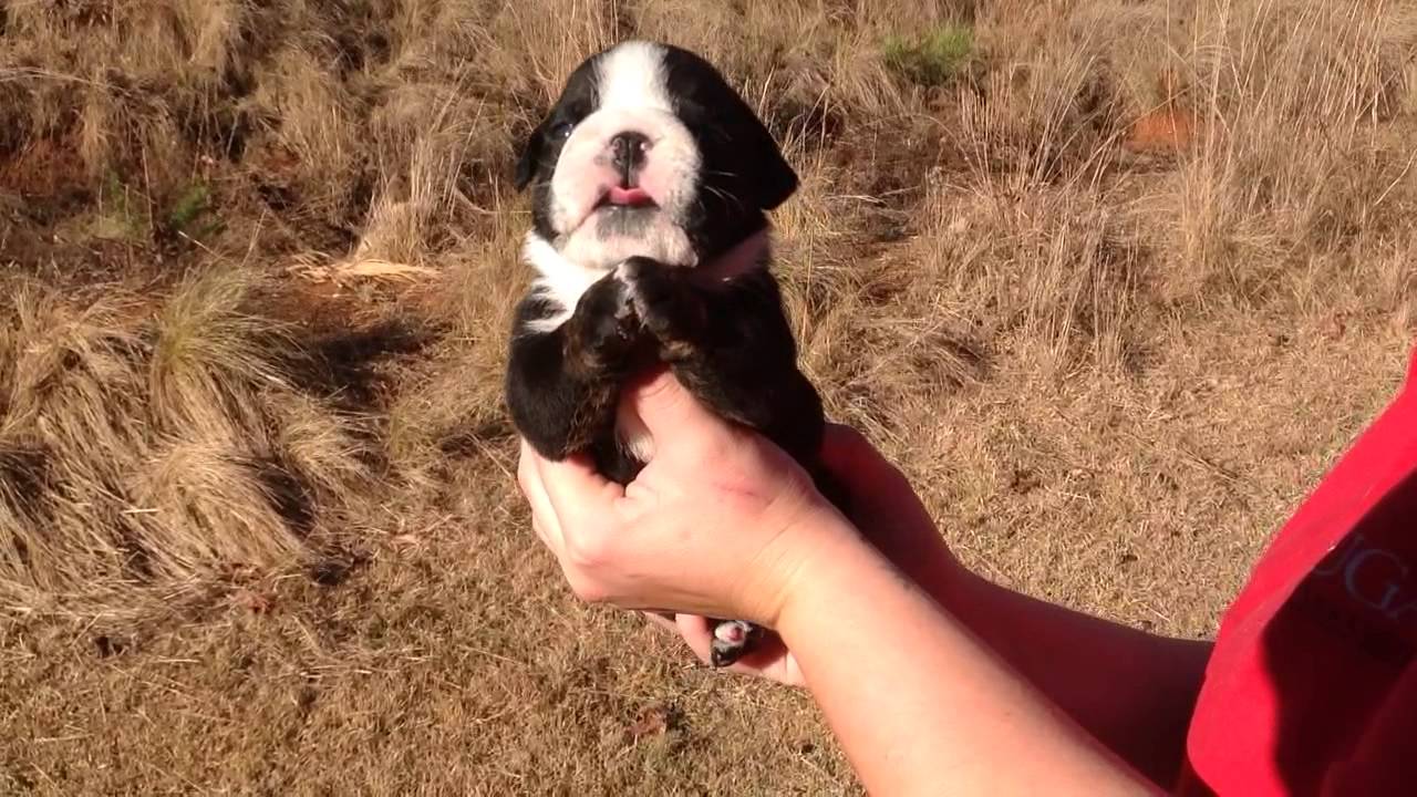 Praying puppy. Black and white male English Bulldog. Delilah/Mud's DOB ...