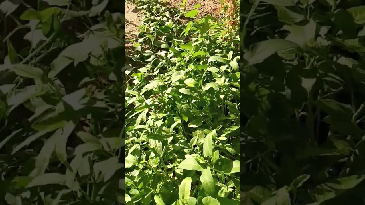 KANGKONG FARM IN KHOBAR SAUDI ARABIA - YouTube
