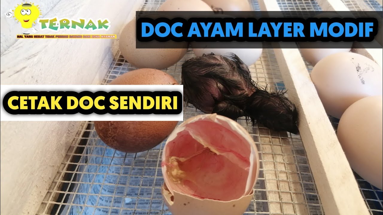 DOC Ayam Layer Modif dan Perbedaannya - YouTube
