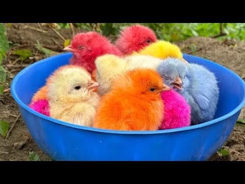 Colorful cute chickens, rainbow chickens,cute rainbow color chickens ...