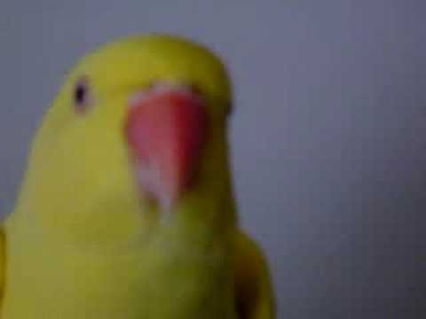 ANGEL'S "TWEET TWEET" SONG - YouTube