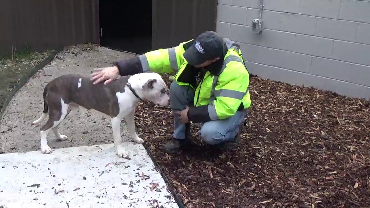 Mr Pickles human to human contact - YouTube