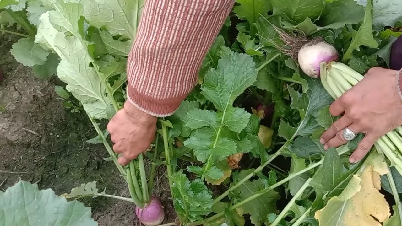 Village | Turnip Field | Turnip Harvesting - YouTube