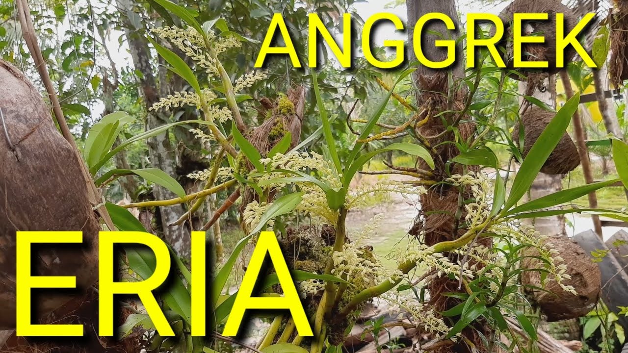 ANGGREK ERIA MULTIFLORA - YouTube