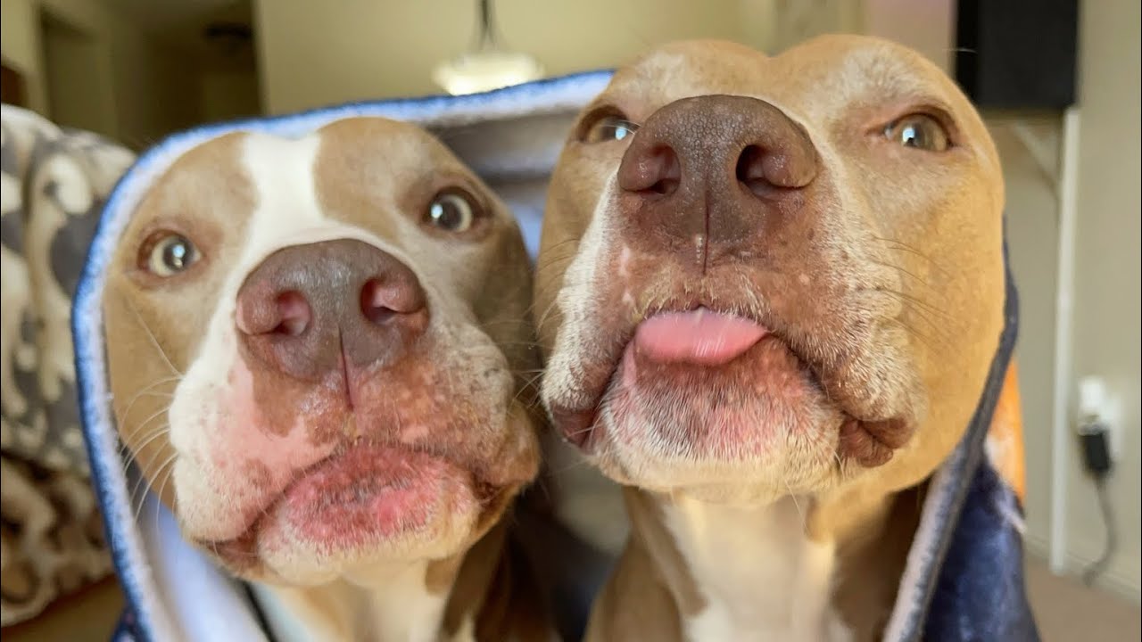 Wake Up With My Dogs ASMR - YouTube