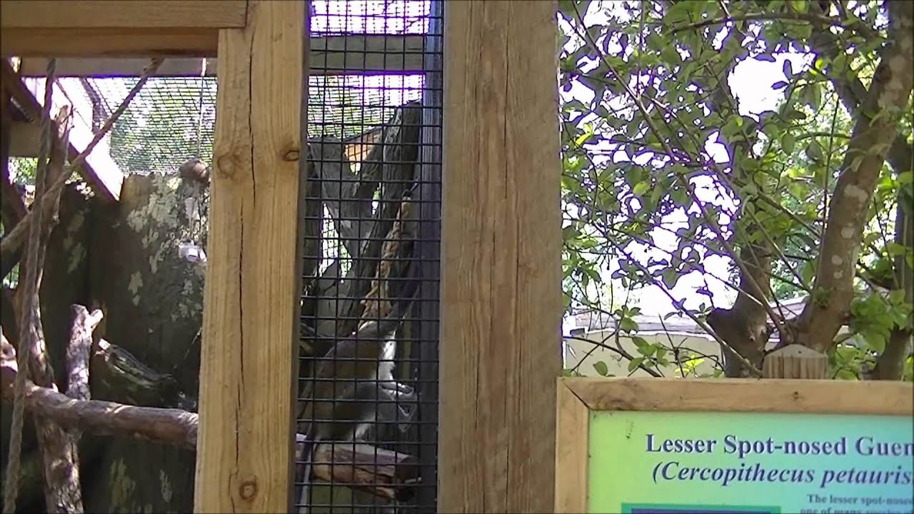 Lesser Spot-Nosed Monkey or Guenon playing Central Florida Zoo in ...
