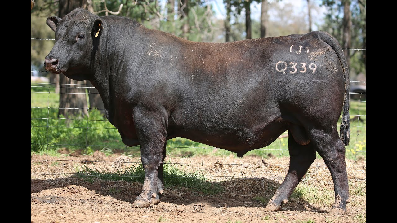 Lot 7 Jarobee Spring 2021 - YouTube