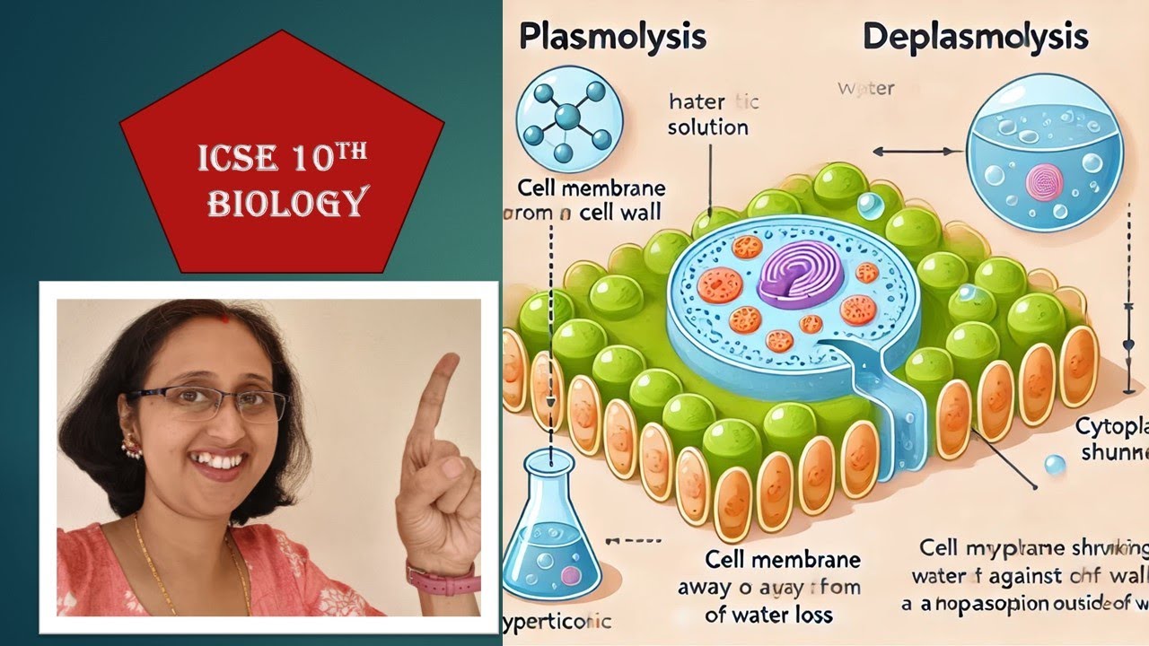 Plasmolysis & Deplasmolysis I ICSE I 10th I Biology I Plant Physiology ...