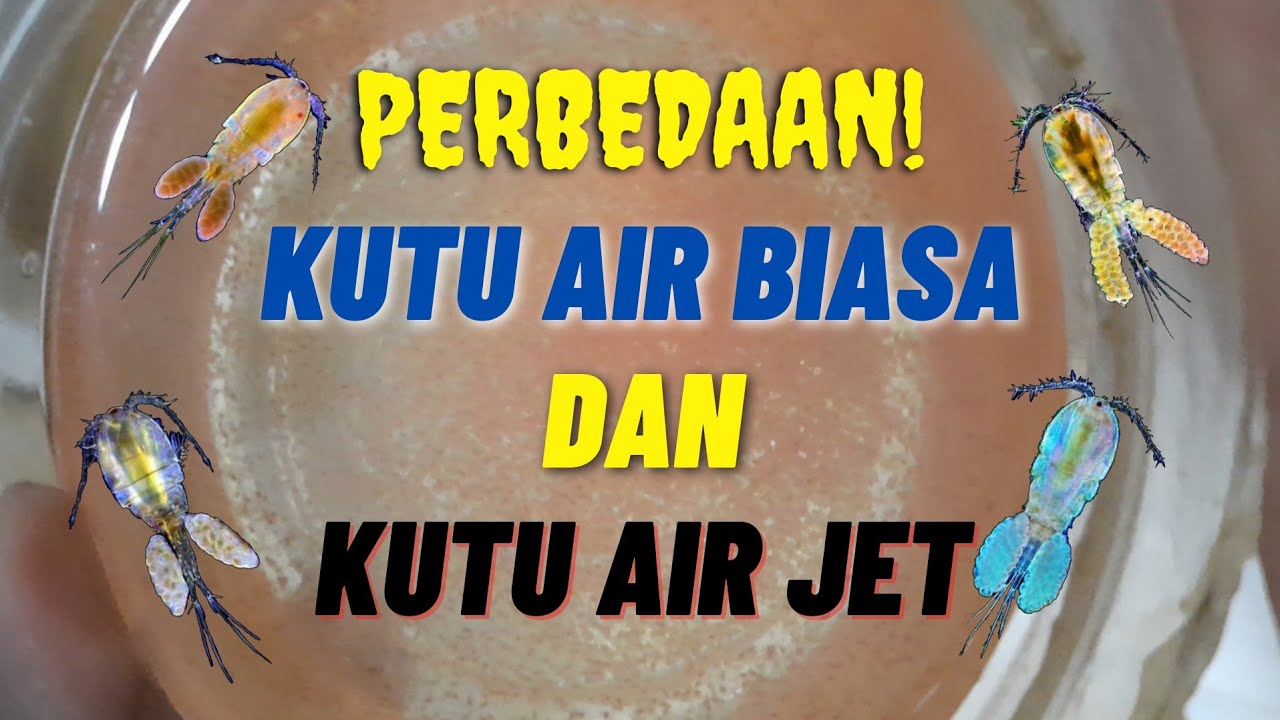 KUTU AIR JET - PERBEDAAN DAN BAHAYANYA - YouTube