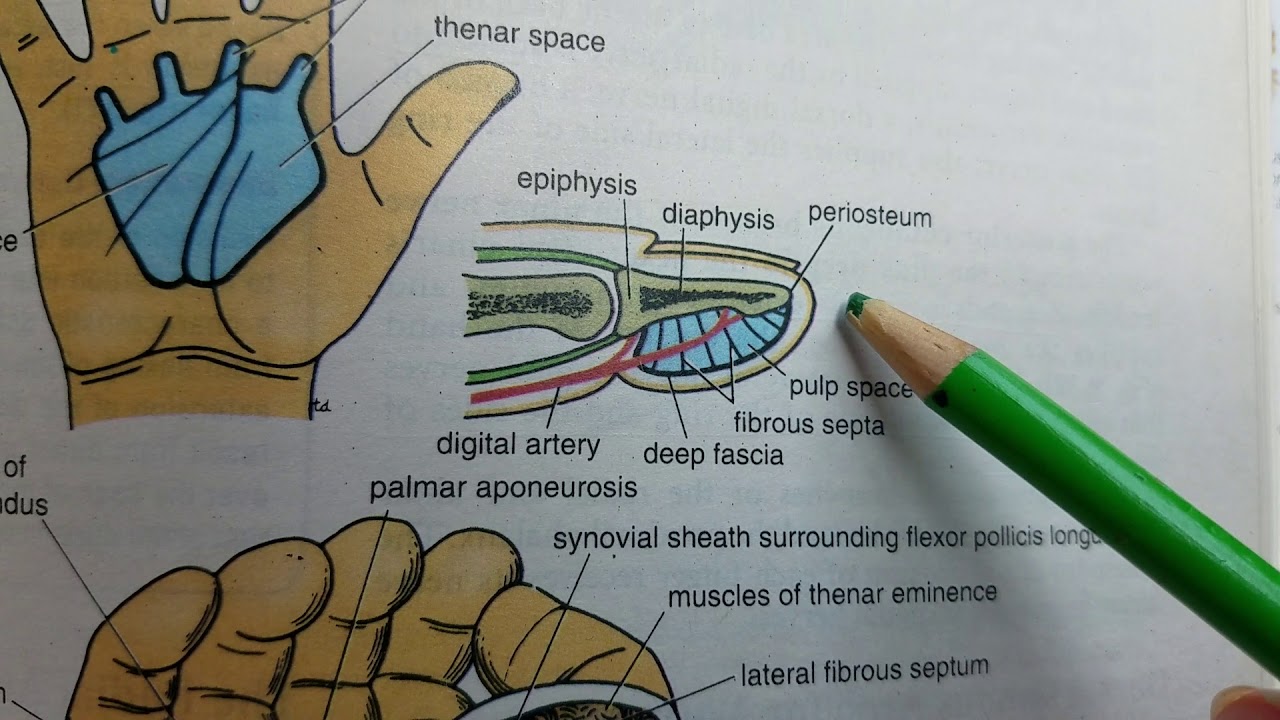 Anatomy Pulp Spaces Of Fingers 1 YouTube anatomy-pulp-spaces-of-fingers-1-youtube