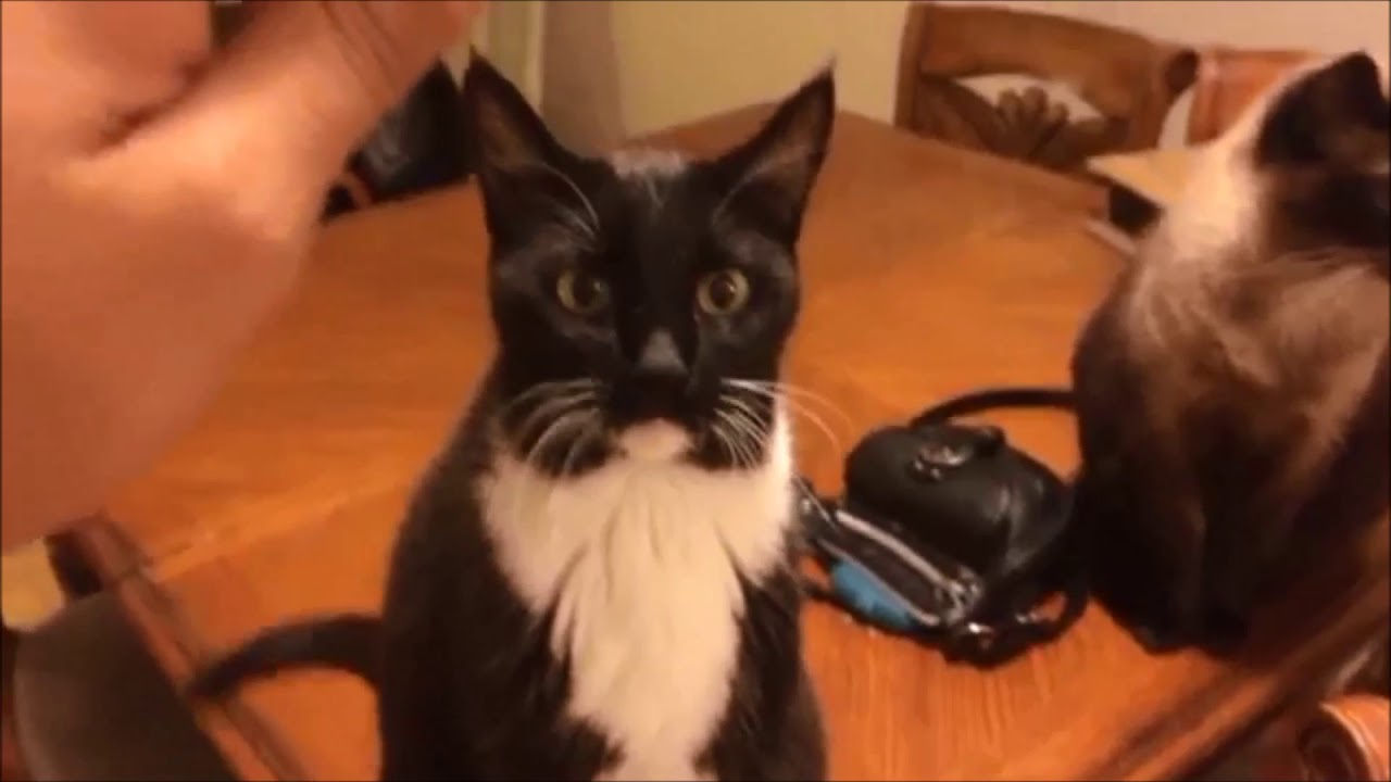 Amazing Cat by Parry Gripp | Slowed-Down - YouTube