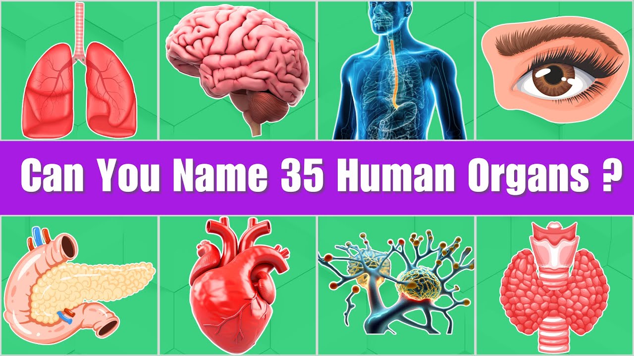 Can You Guess 35 Human Organs? | Human Body Challenge Quiz - YouTube