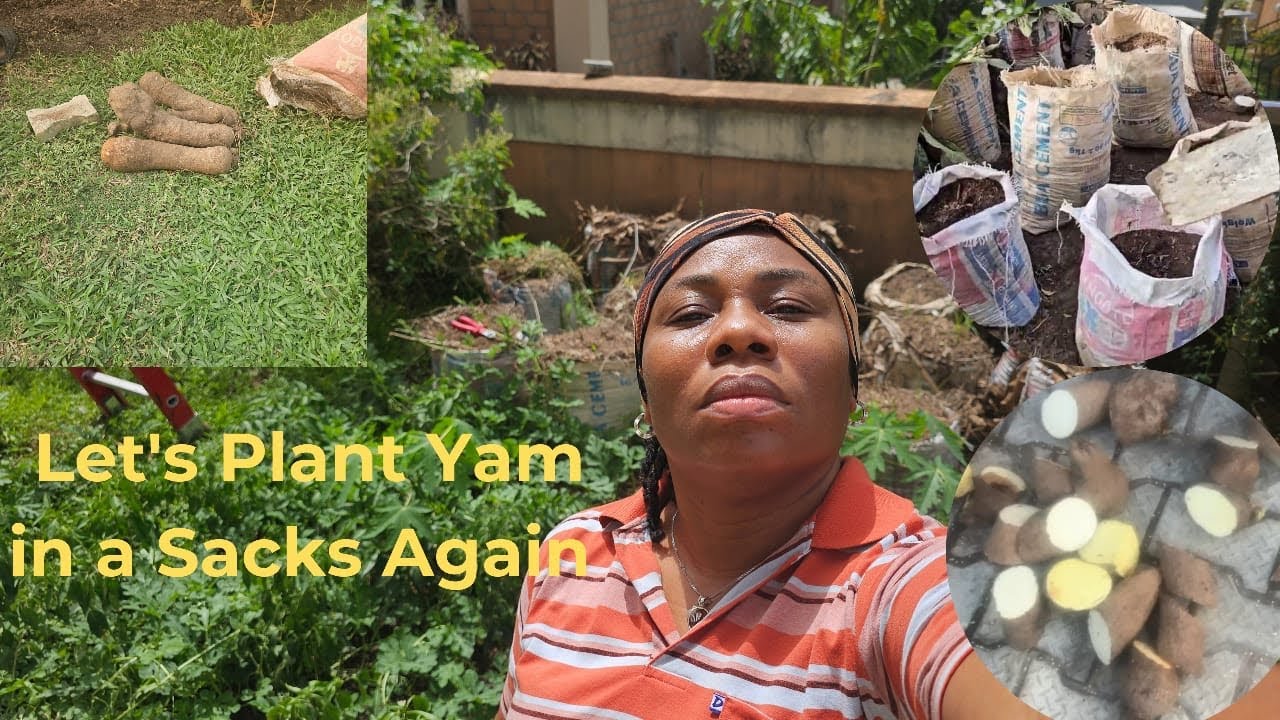 Yam Season Is Here! Planting Yams in Sacks Again | Last Year’s Harvest ...