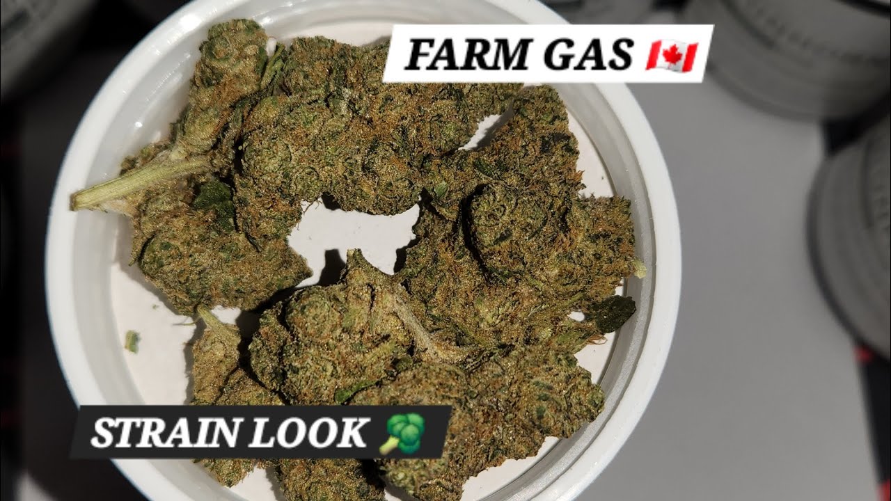 Farm Gas 🇨🇦 strain look 🥦 from Pedanios #germany #growwithlove # ...