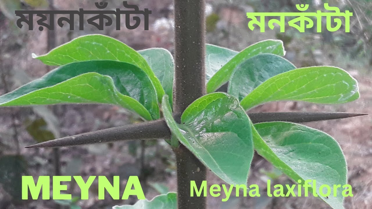 মনকাঁটা গাছ | Meyna|Meyna laxiflora| ময়নাকাঁটা |Meyna Laxiflora fruit ...