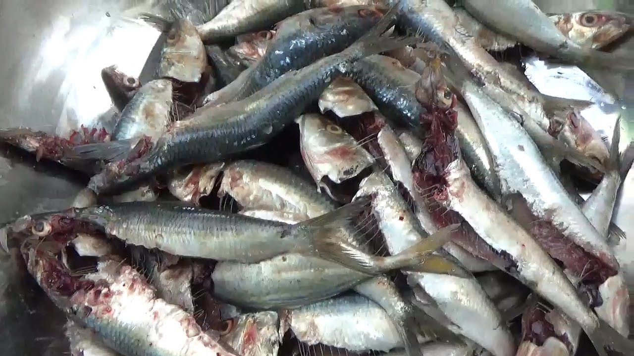 EASY MATHI FISH CLEANING ,How To Clean Mathi Fish,,Mathi Meen Clean ...