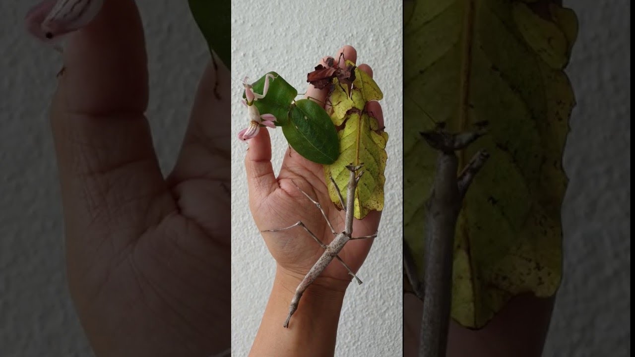 Beautifully Unique and Colorful Pet Bugs || ViralHog - YouTube