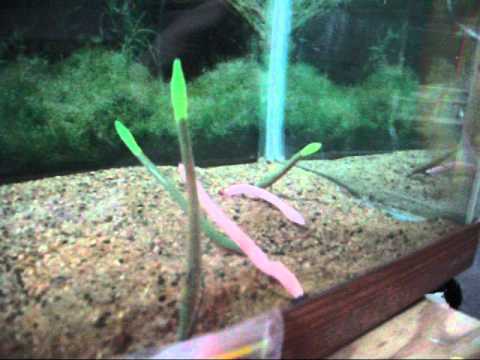 Do Trick Worms float? - YouTube