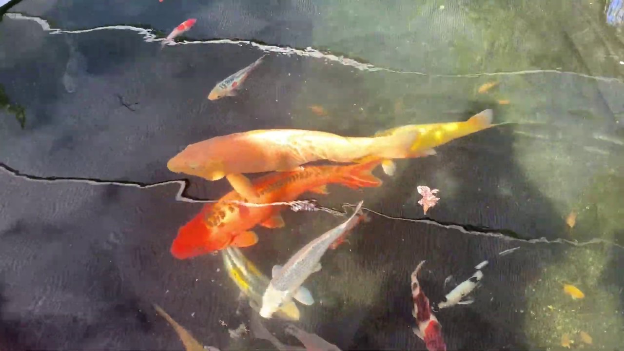 Koi Pond in Ponce Puerto Rico - YouTube