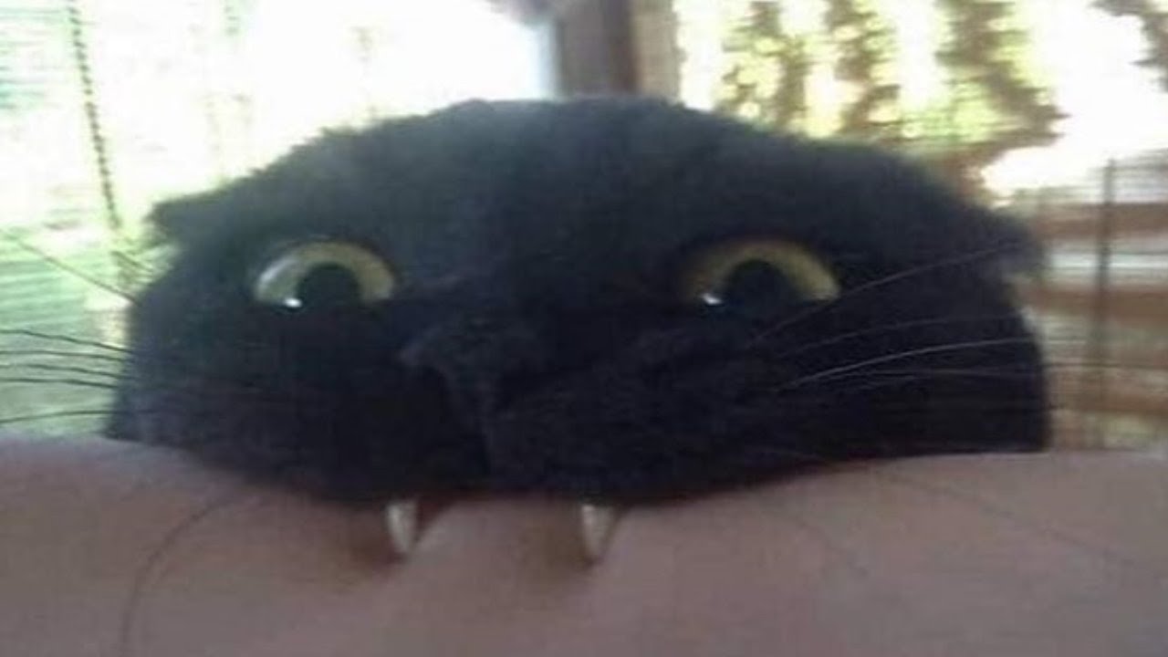 6 Minutes of Random Memes of animals #19 - YouTube