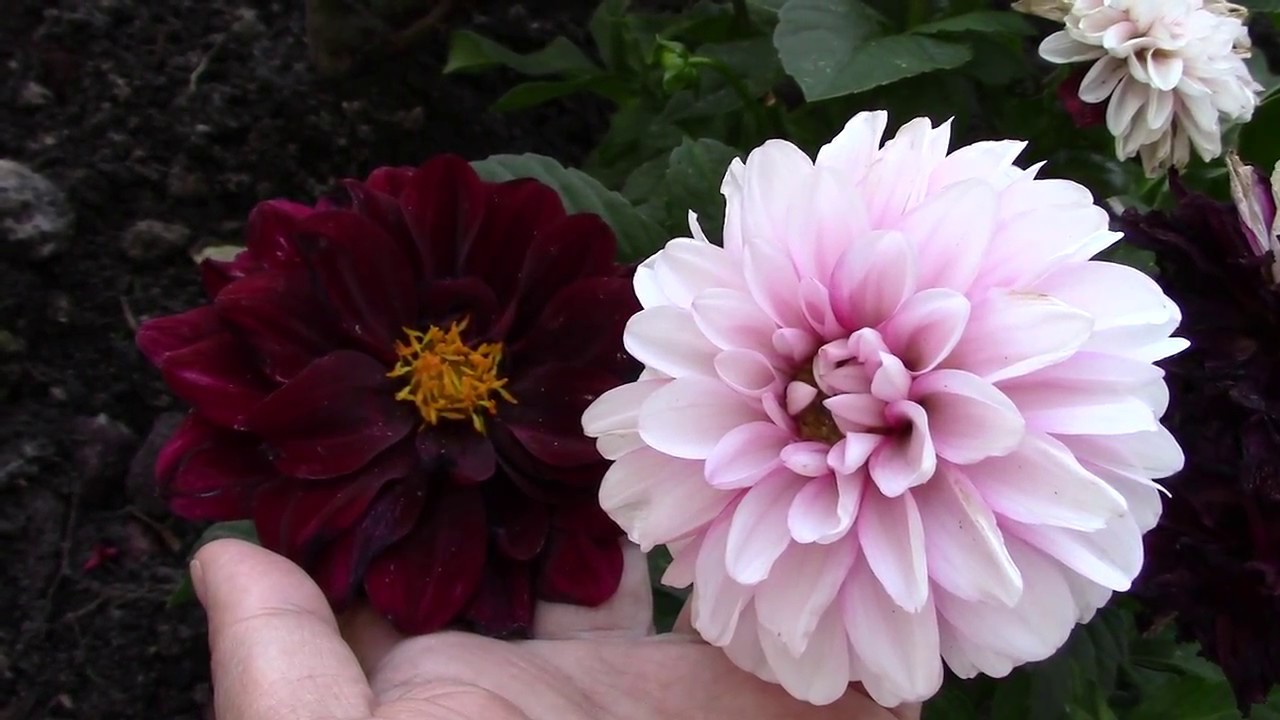 Florida Flower Garden: Beautiful Dahlia Plant w/ Multiple Color Flowers ...