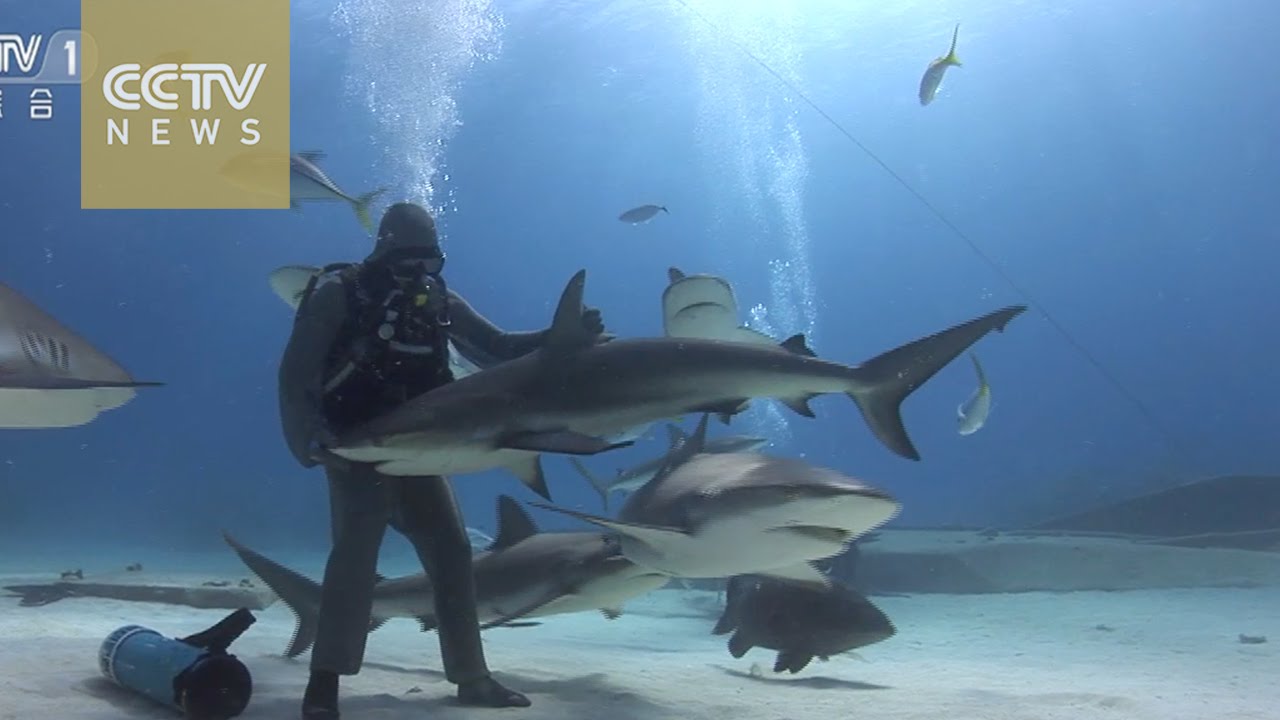 Watch: Woman hypnotizes sharks, removes fish hooks from their mouths ...